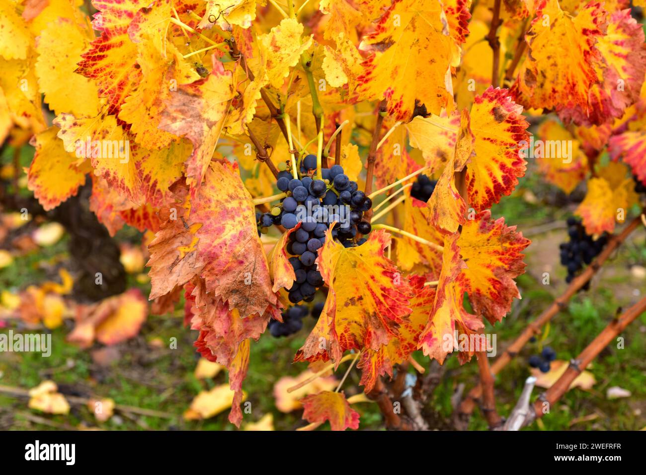 Common grape vine (Vitis vinifera) is a deciduous climber shrub native ...