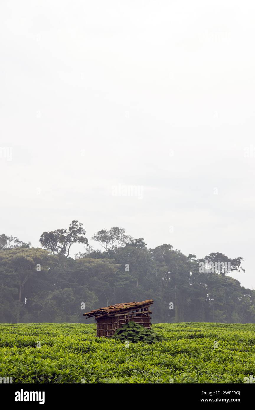 Wood shack mud walls hi-res stock photography and images - Alamy