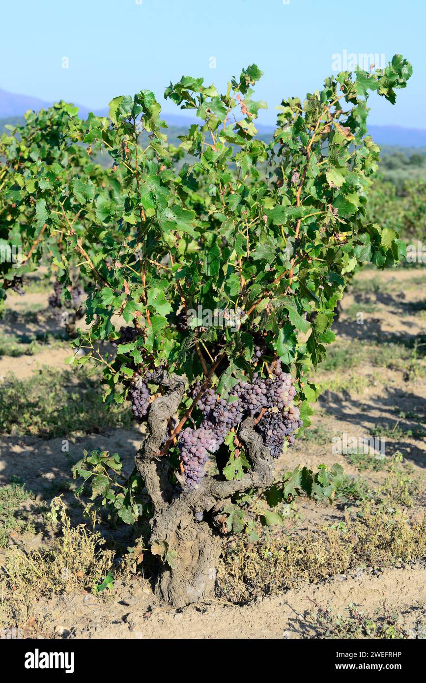 Common grape vine (Vitis vinifera) is a deciduous climber shrub native ...