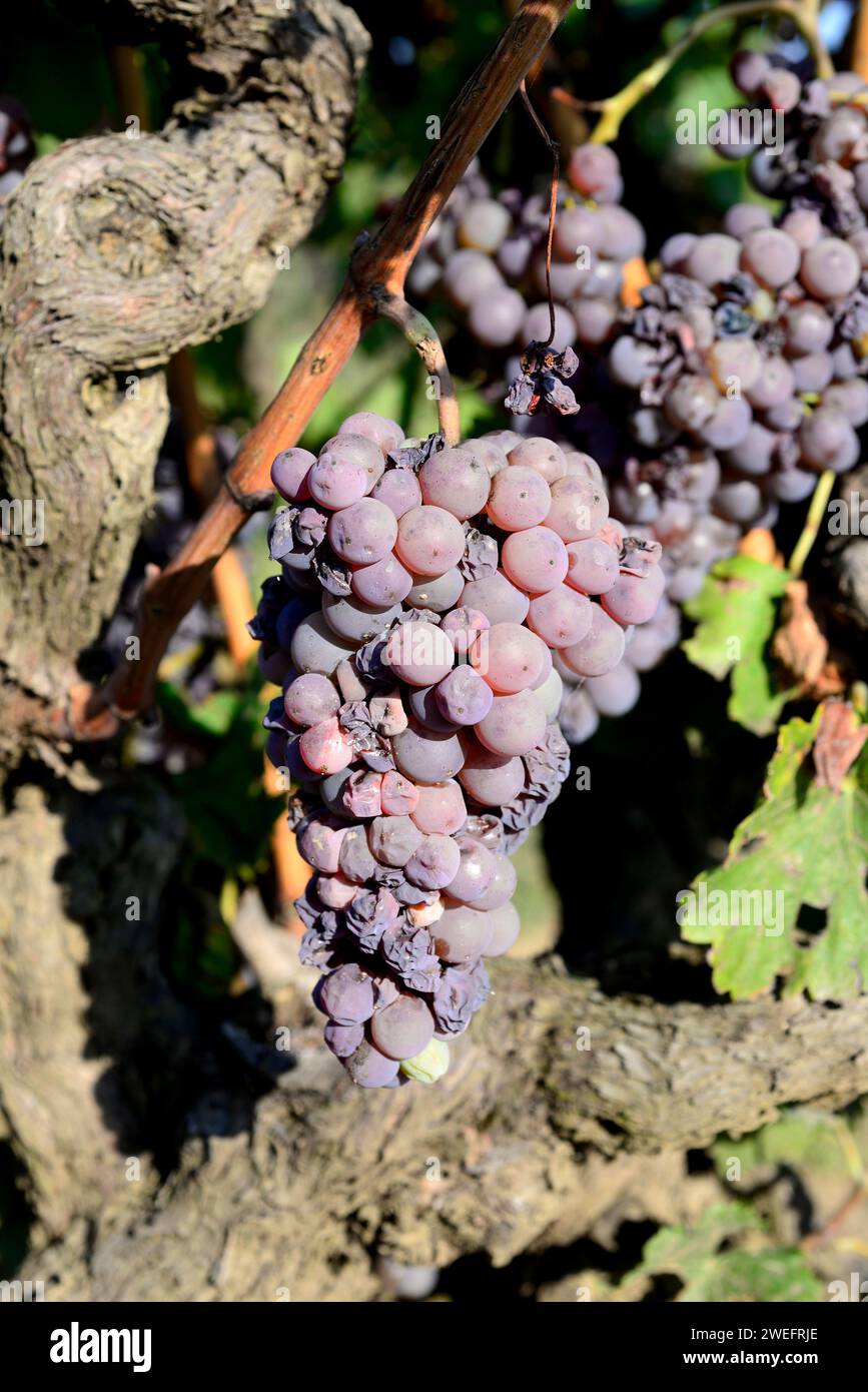 Common grape vine (Vitis vinifera) is a deciduous climber shrub native ...