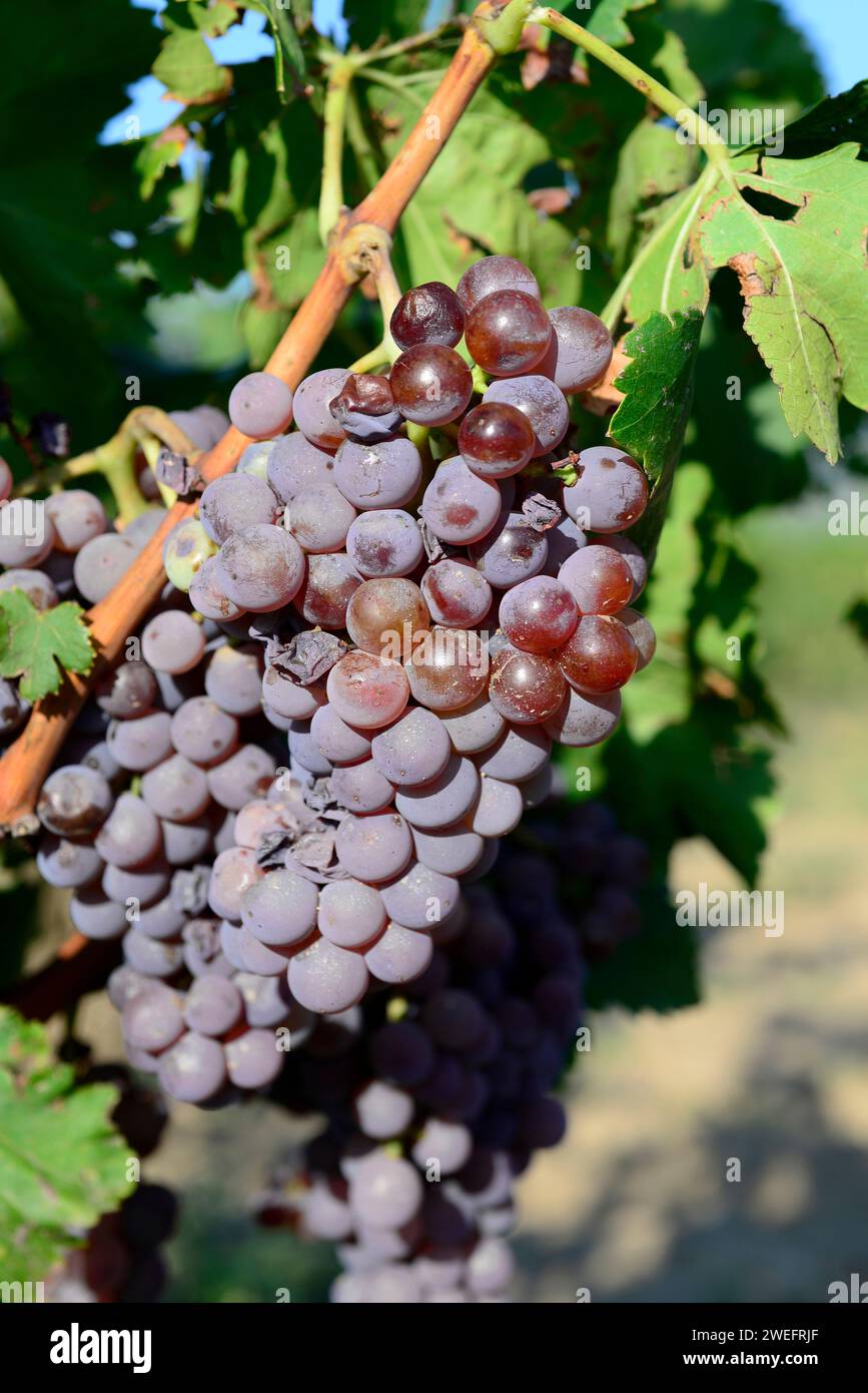 Common grape vine (Vitis vinifera) is a deciduous climber shrub native ...