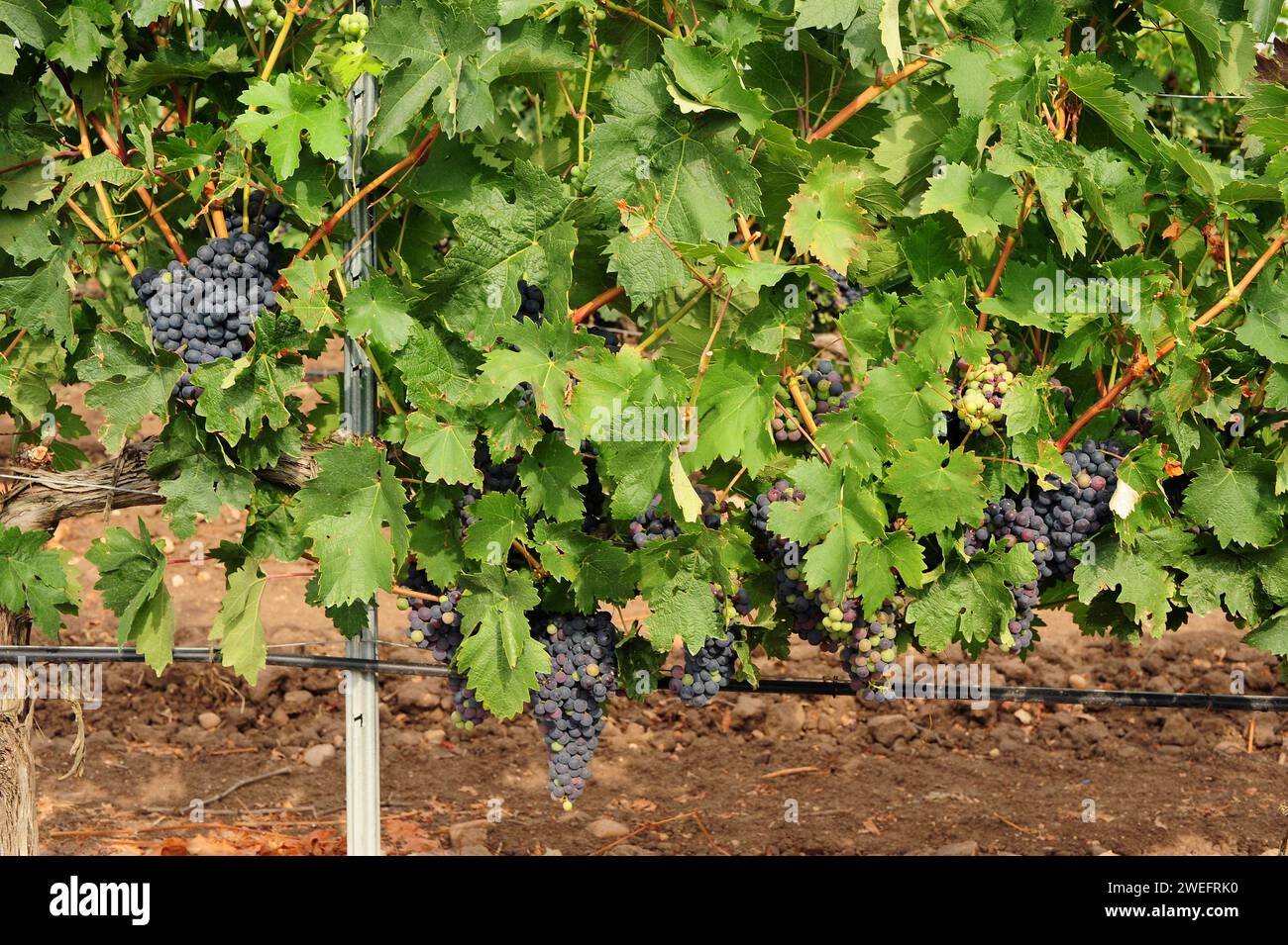 Common grape vine (Vitis vinifera) is a deciduous climber shrub native ...