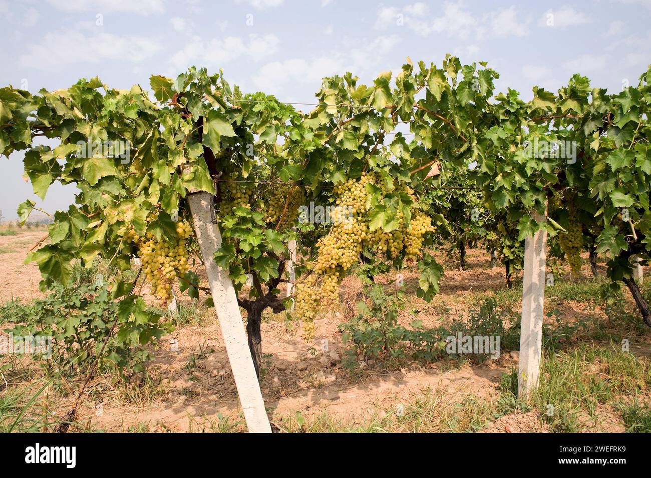 Common grape vine (Vitis vinifera) is a deciduous climber shrub native ...
