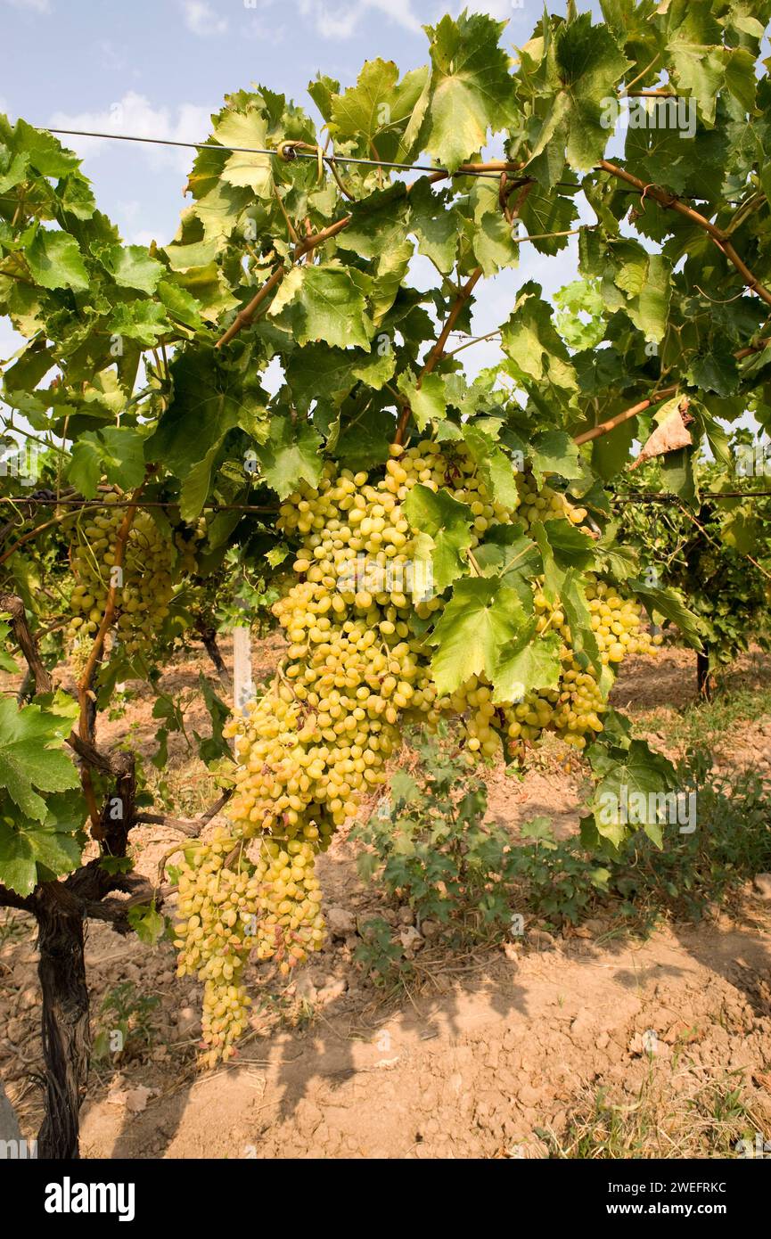 Common grape vine (Vitis vinifera) is a deciduous climber shrub native ...