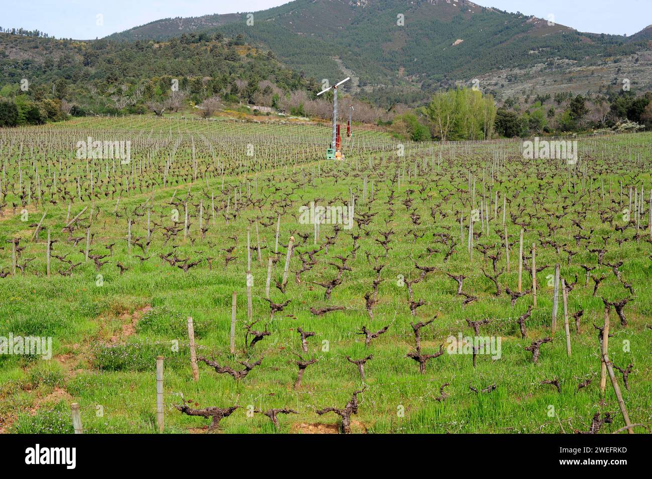 Valdeorras vineyard hi-res stock photography and images - Alamy