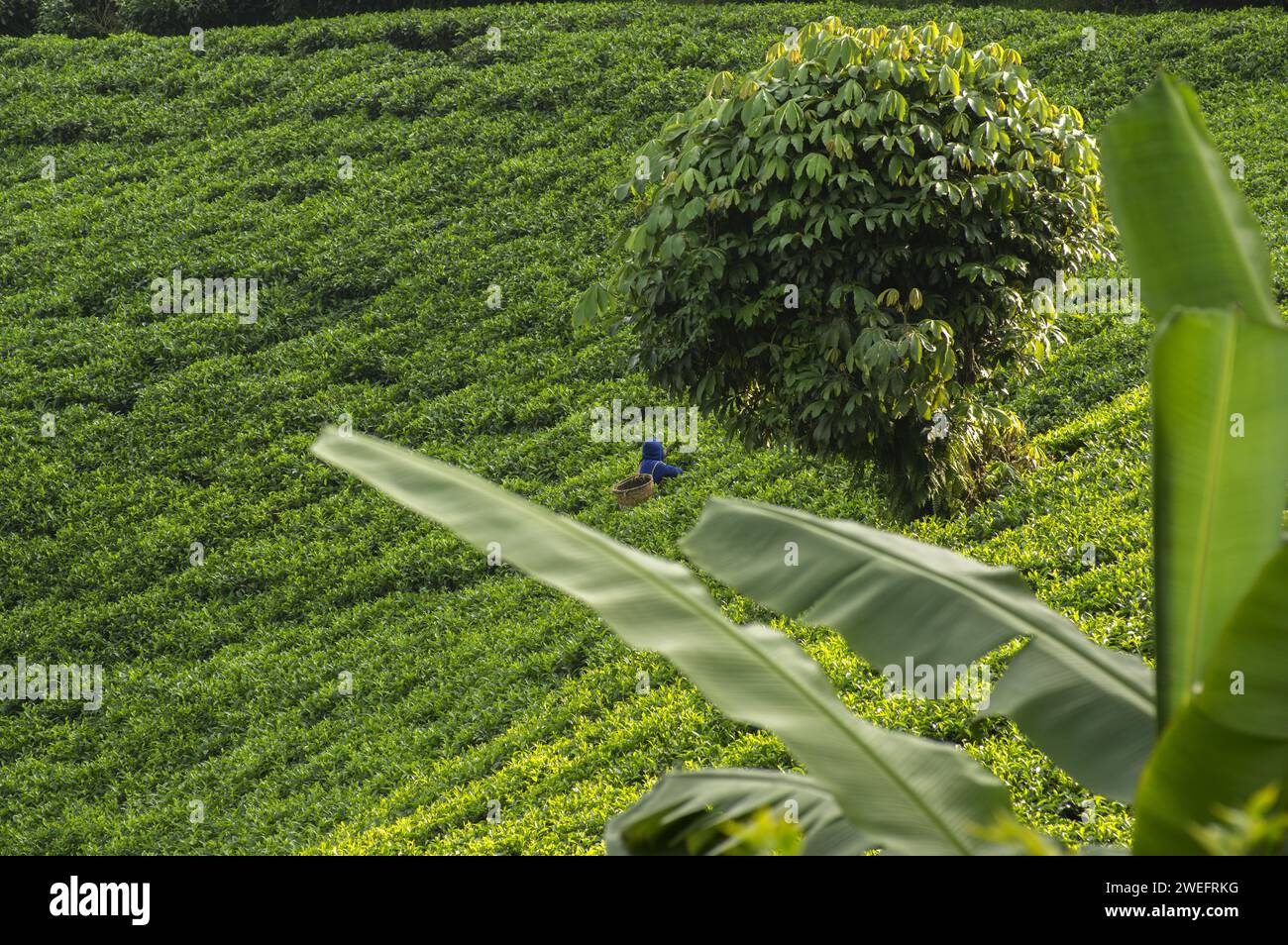 Tea plantation near Nyungwe National Park in Southwest Rwanda with ...