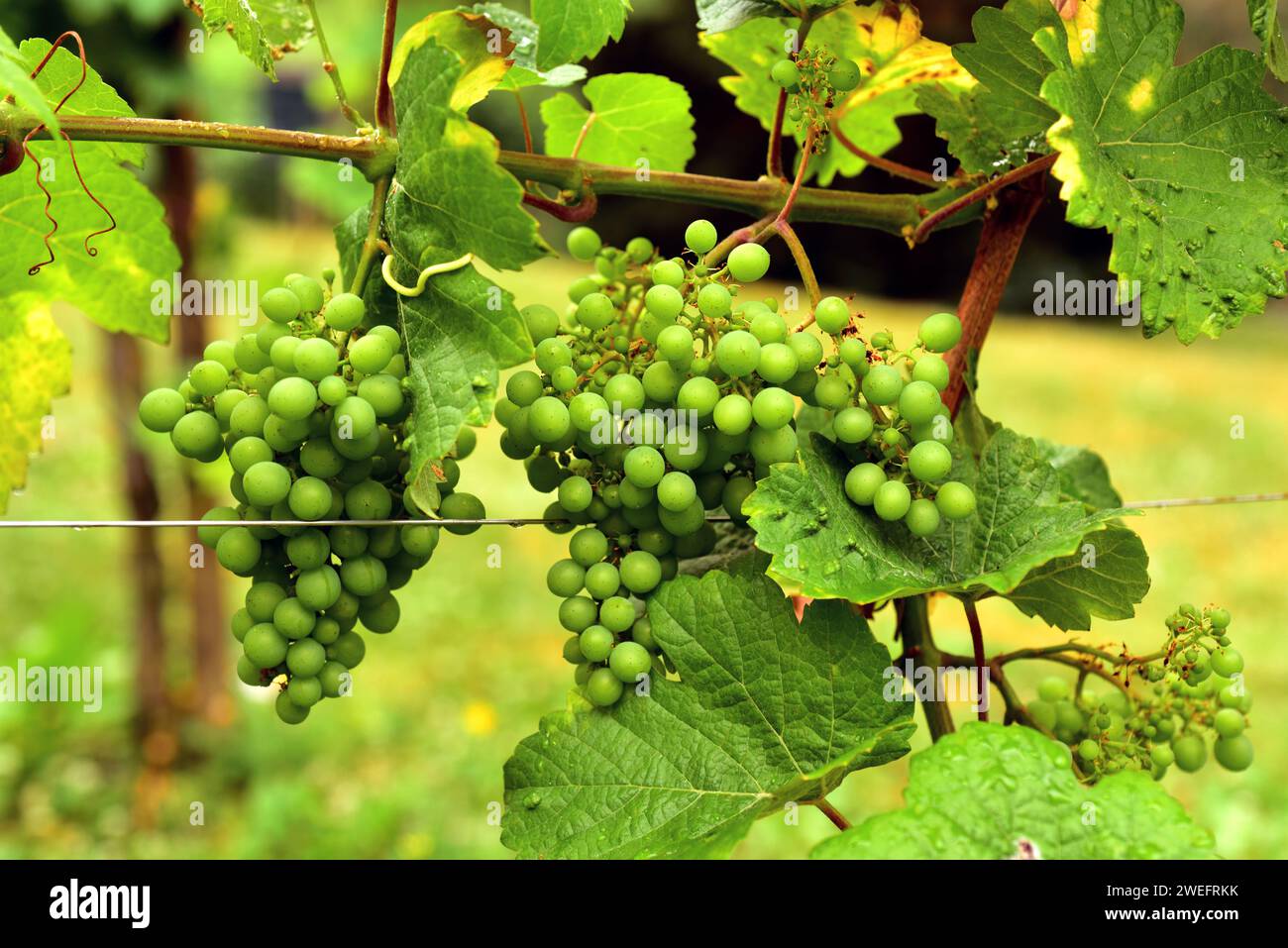 Common grape vine (Vitis vinifera) is a deciduous climber shrub native ...