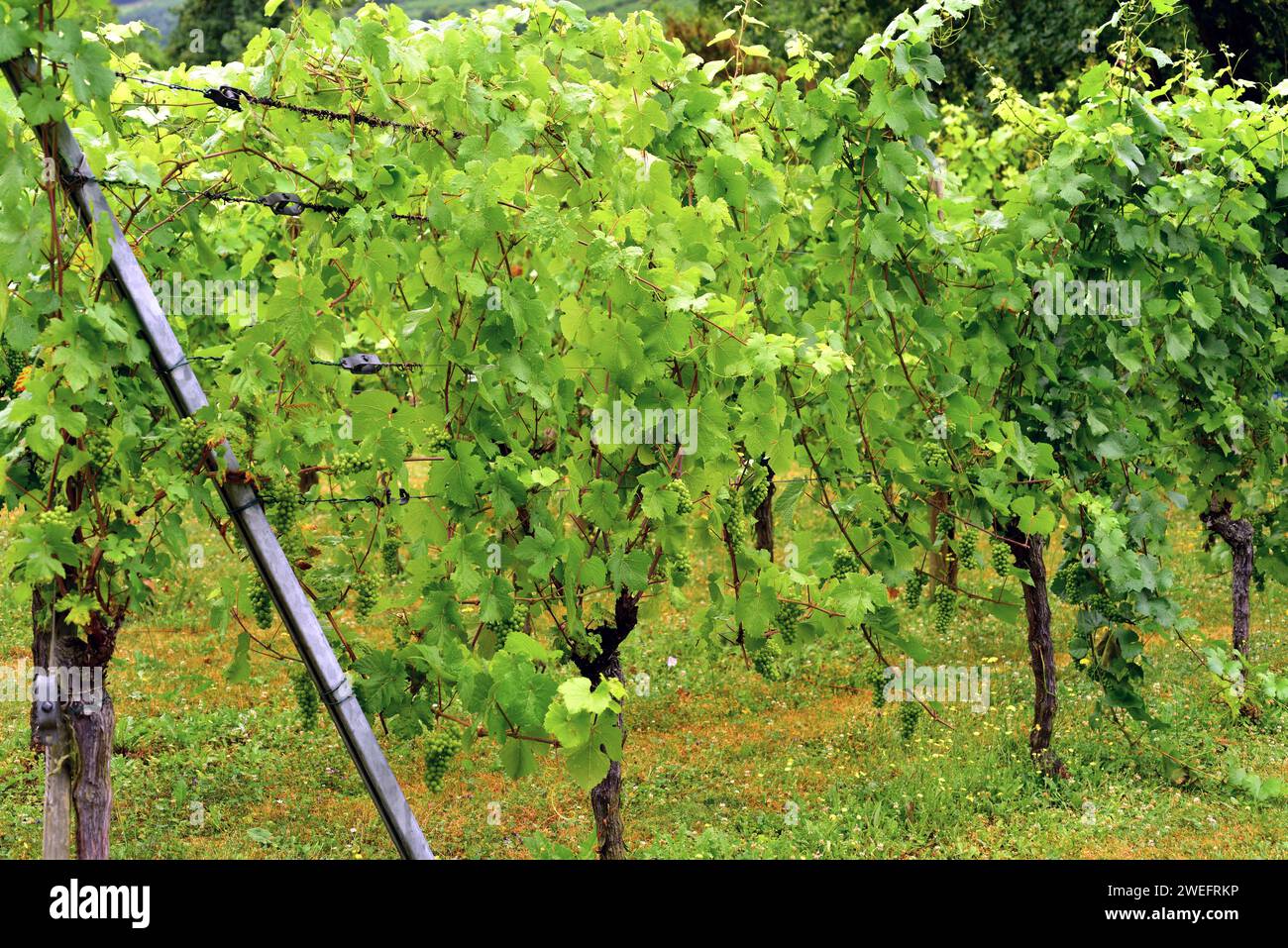 Common grape vine (Vitis vinifera) is a deciduous climber shrub native ...
