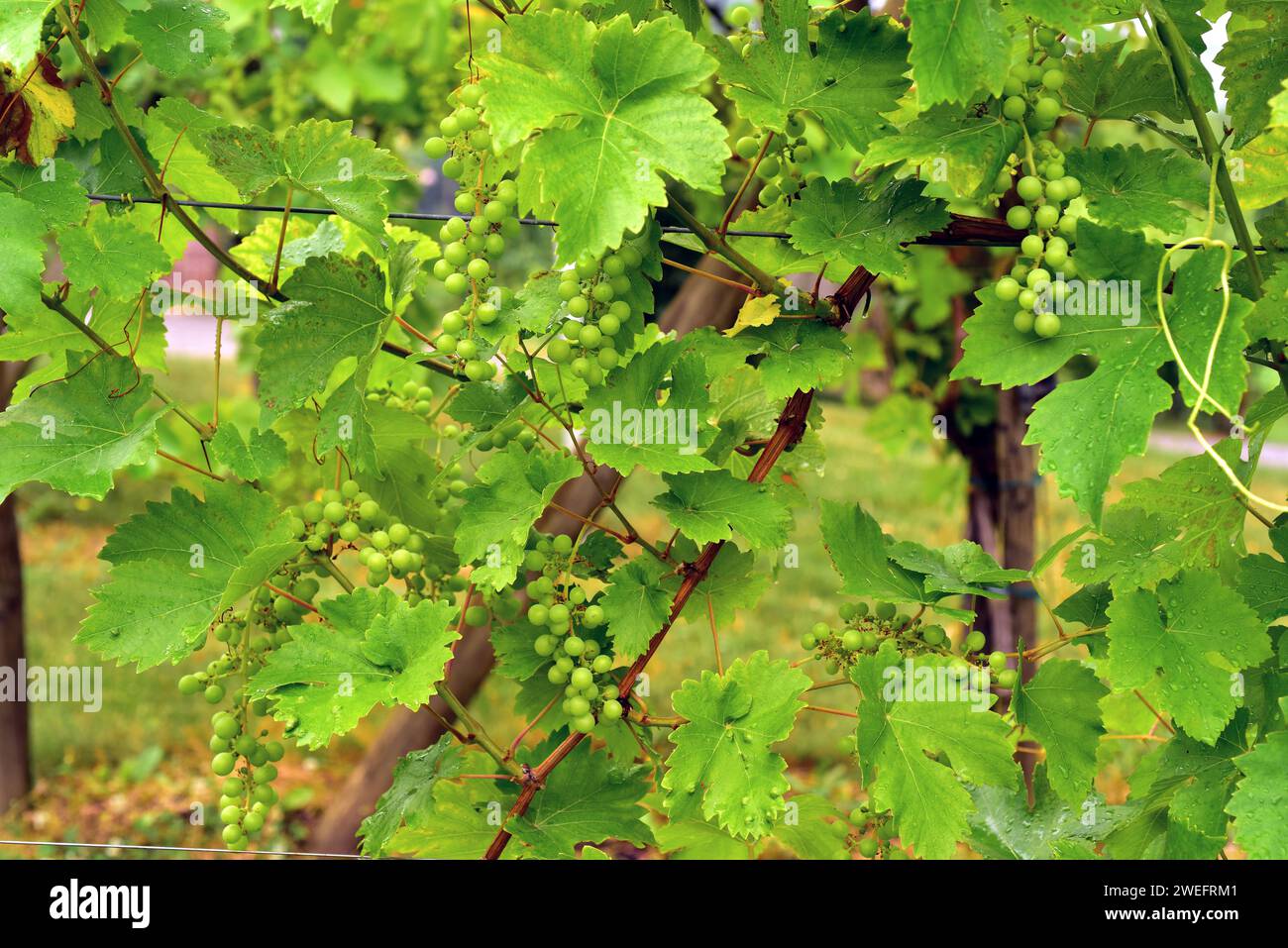 Common grape vine (Vitis vinifera) is a deciduous climber shrub native ...