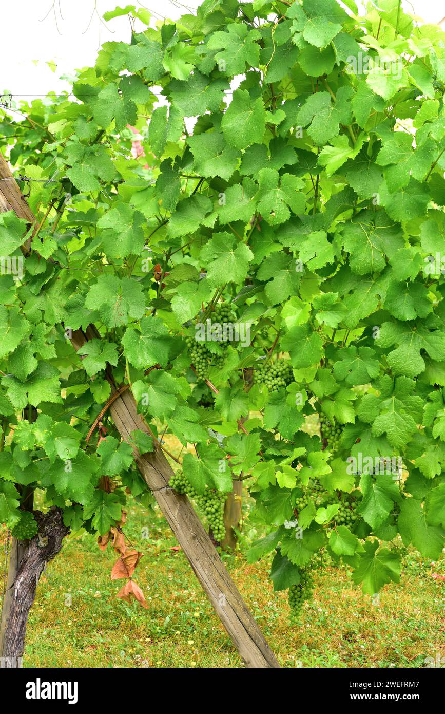 Common grape vine (Vitis vinifera) is a deciduous climber shrub native ...