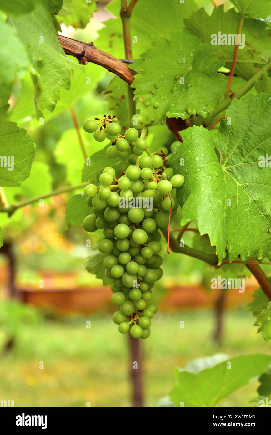 Common grape vine (Vitis vinifera) is a deciduous climber shrub native ...