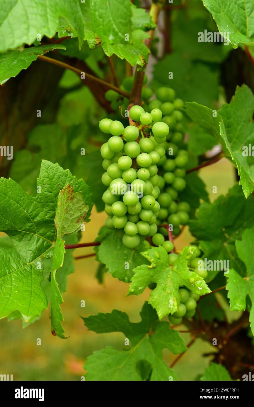 Common grape vine (Vitis vinifera) is a deciduous climber shrub native ...