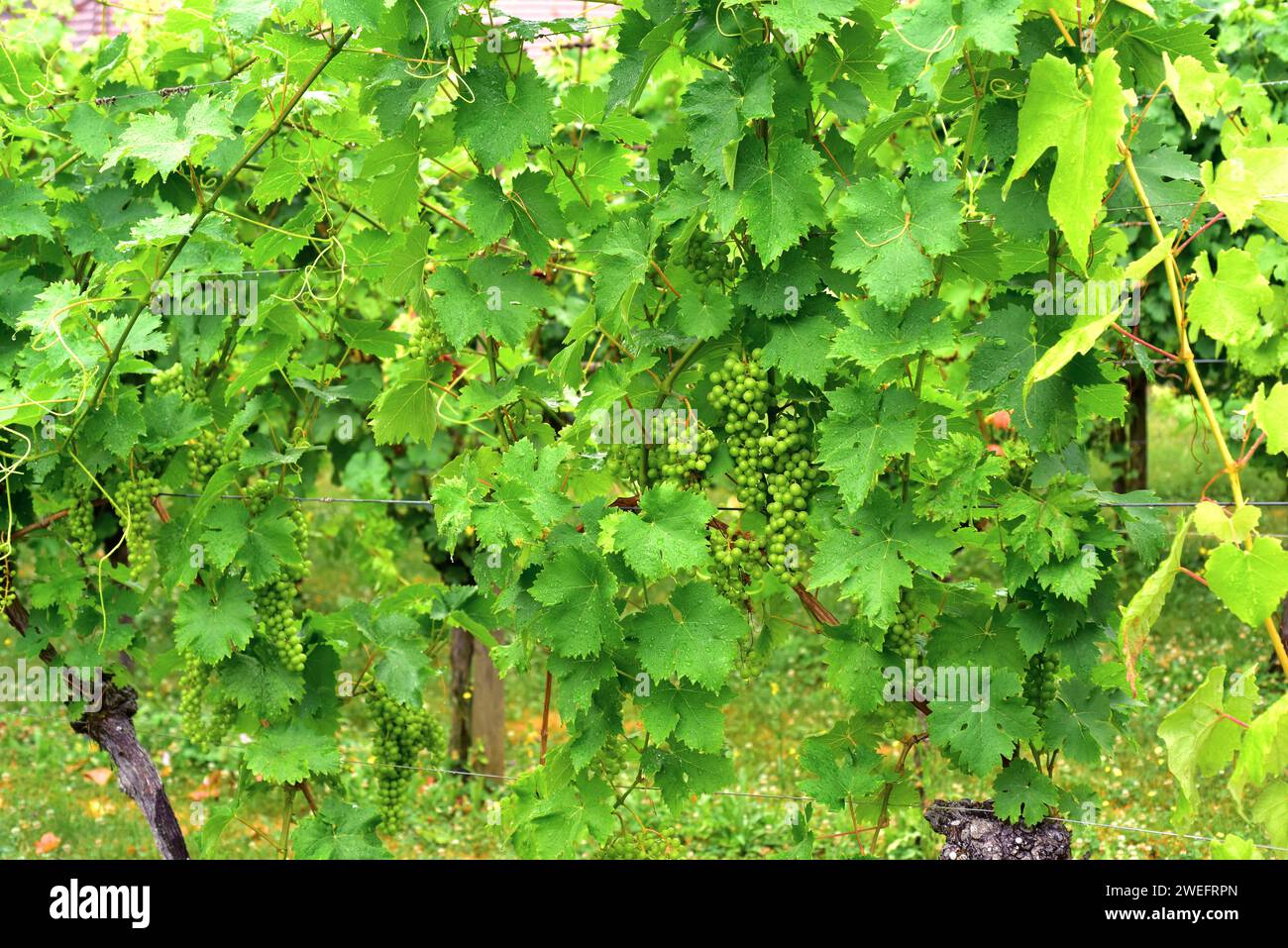 Common grape vine (Vitis vinifera) is a deciduous climber shrub native ...