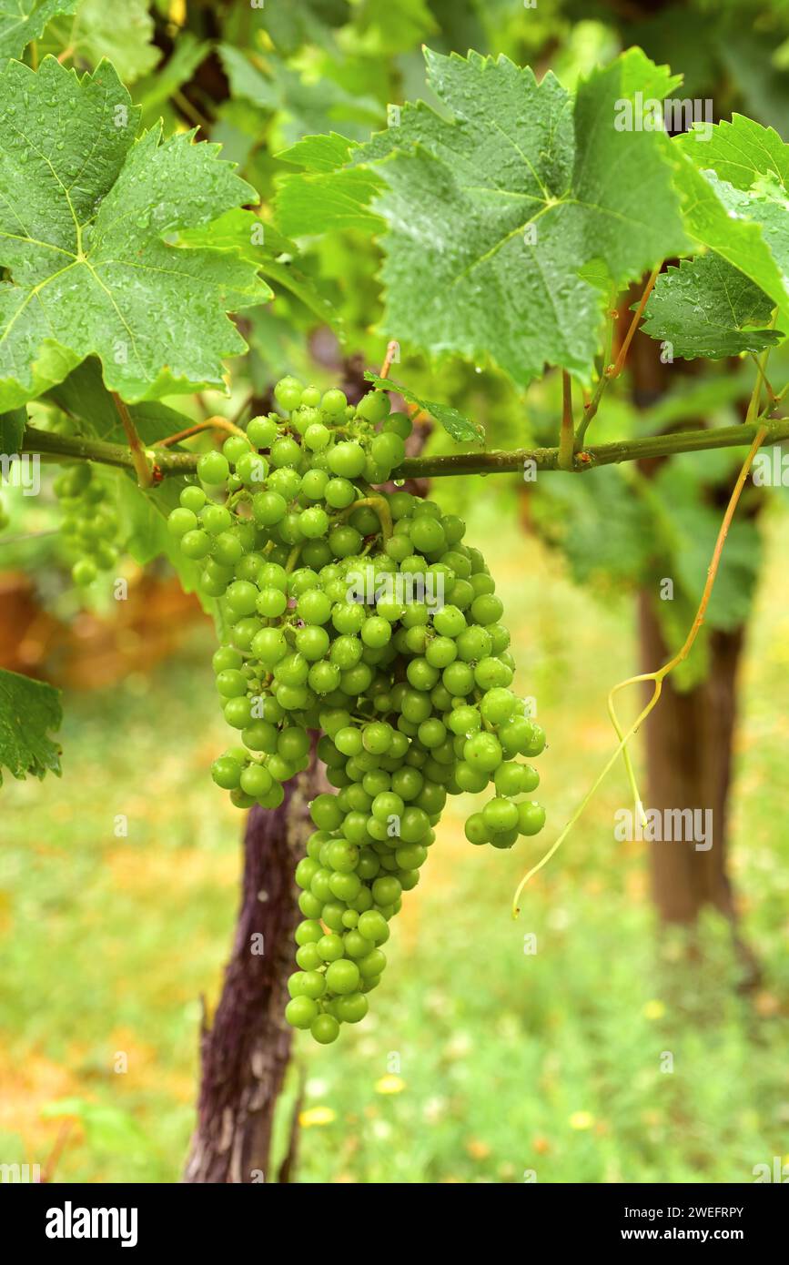 Common grape vine (Vitis vinifera) is a deciduous climber shrub native ...
