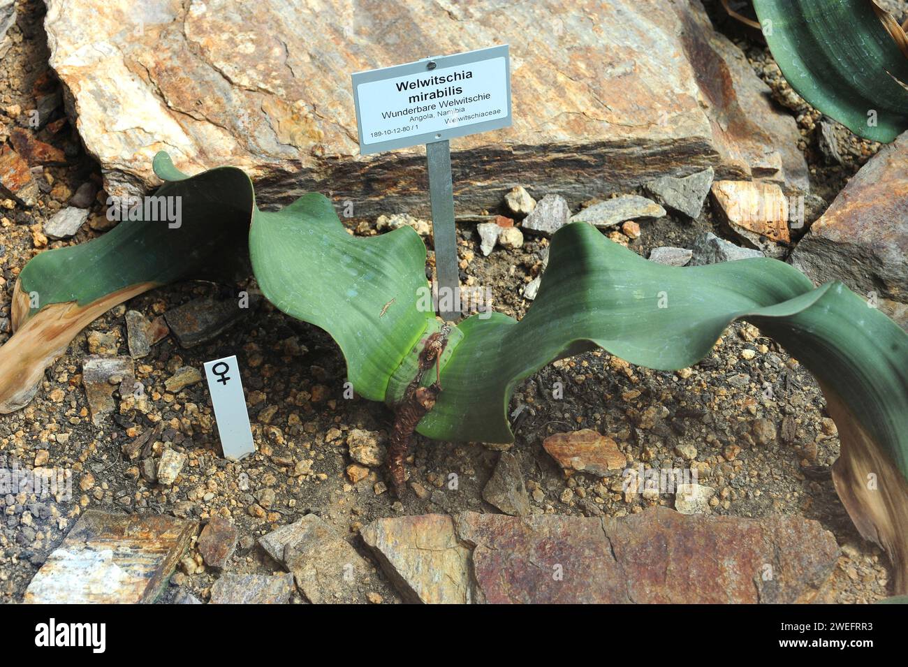 Welwitschia in namib desert hi-res stock photography and images - Alamy
