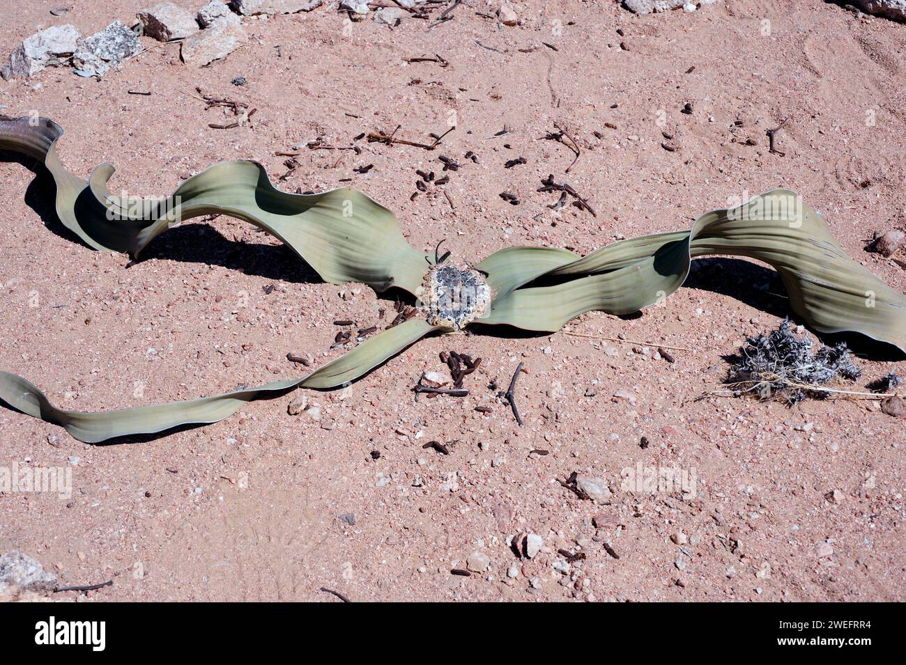 Welwitschia or tree tumbo (Welwitschia mirabilis) is a gimnosperm plant ...