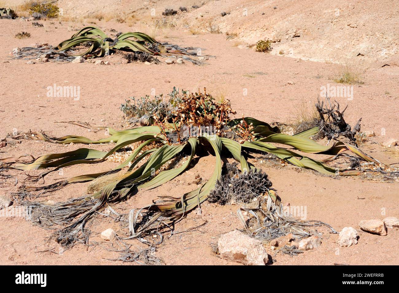 Welwitschia or tree tumbo (Welwitschia mirabilis) is a gimnosperm plant ...