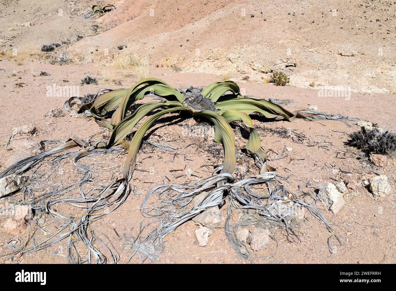Welwitschia or tree tumbo (Welwitschia mirabilis) is a gimnosperm plant ...