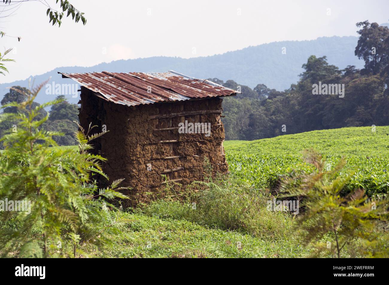 Wood and mud shack on a tea plantation near Nyungwe National Park in ...