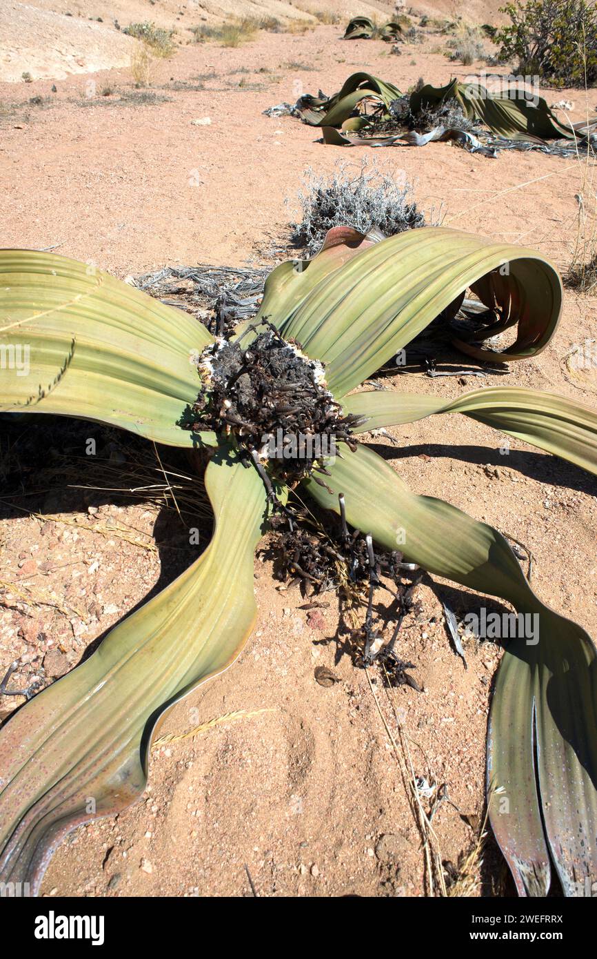 Welwitschia or tree tumbo (Welwitschia mirabilis) is a gimnosperm plant ...