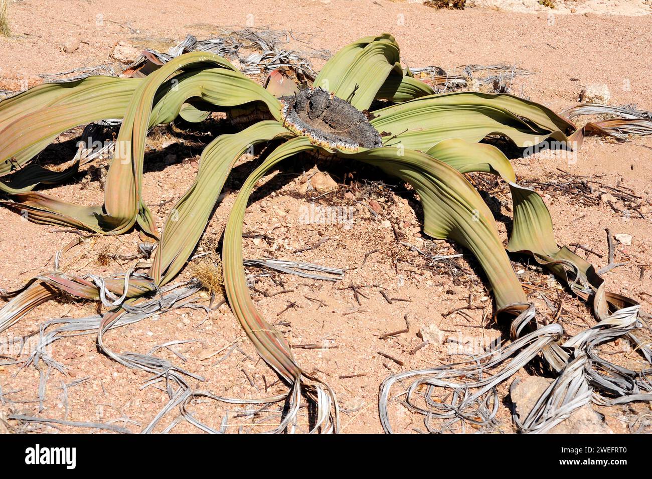 Welwitschia or tree tumbo (Welwitschia mirabilis) is a gimnosperm plant ...