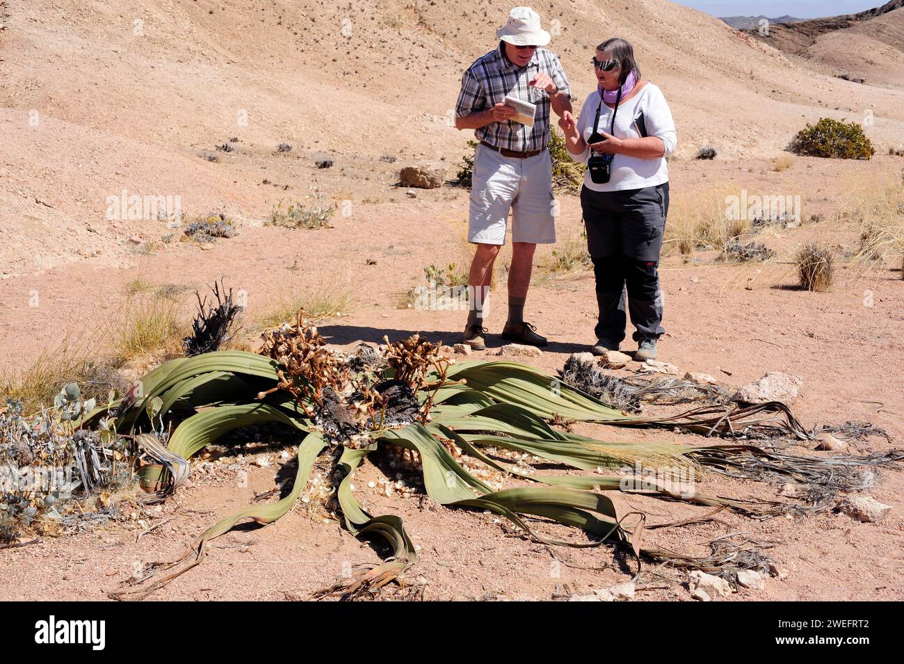 Welwitschia or tree tumbo (Welwitschia mirabilis) is a gimnosperm plant ...