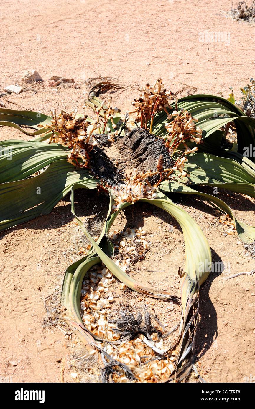 Welwitschia or tree tumbo (Welwitschia mirabilis) is a gimnosperm plant ...