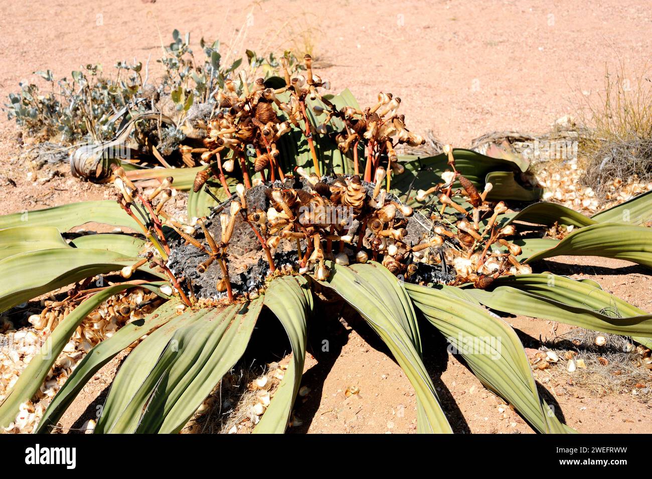Welwitschia or tree tumbo (Welwitschia mirabilis) is a gimnosperm plant ...