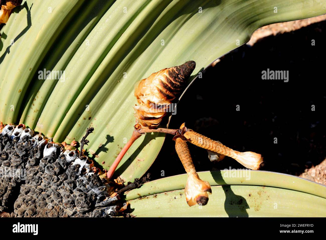 Welwitschia or tree tumbo (Welwitschia mirabilis) is a gimnosperm plant ...