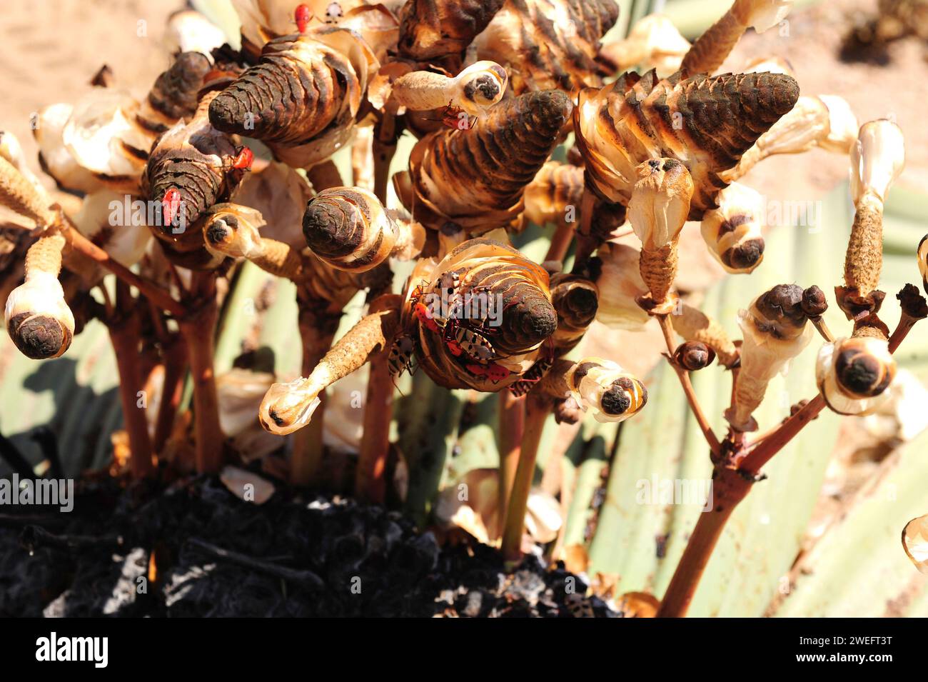Welwitschia mirabilis female hi-res stock photography and images - Alamy