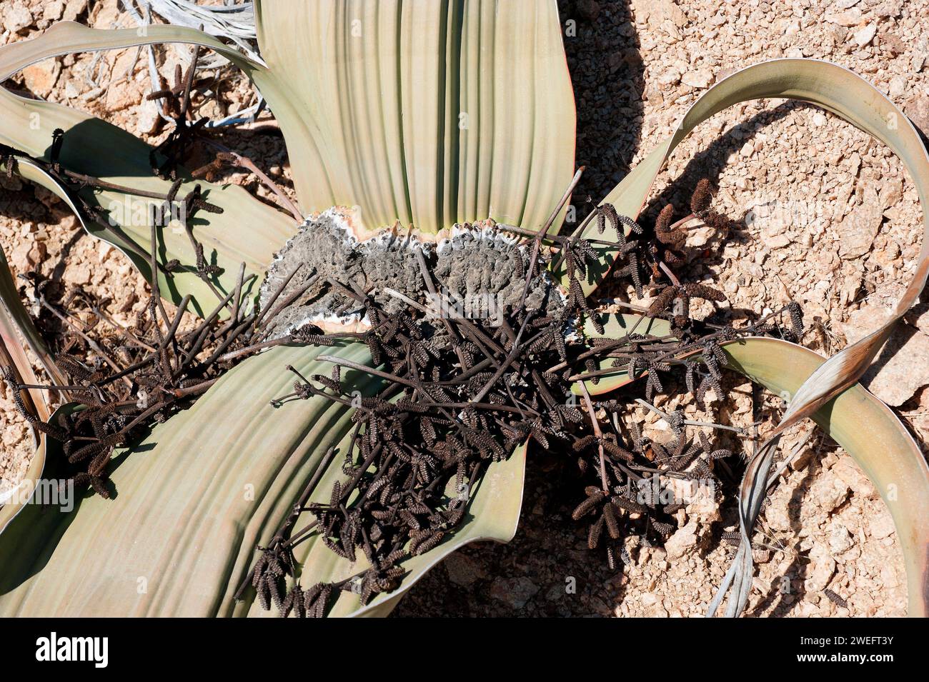 Welwitschia or tree tumbo (Welwitschia mirabilis) is a gimnosperm plant ...