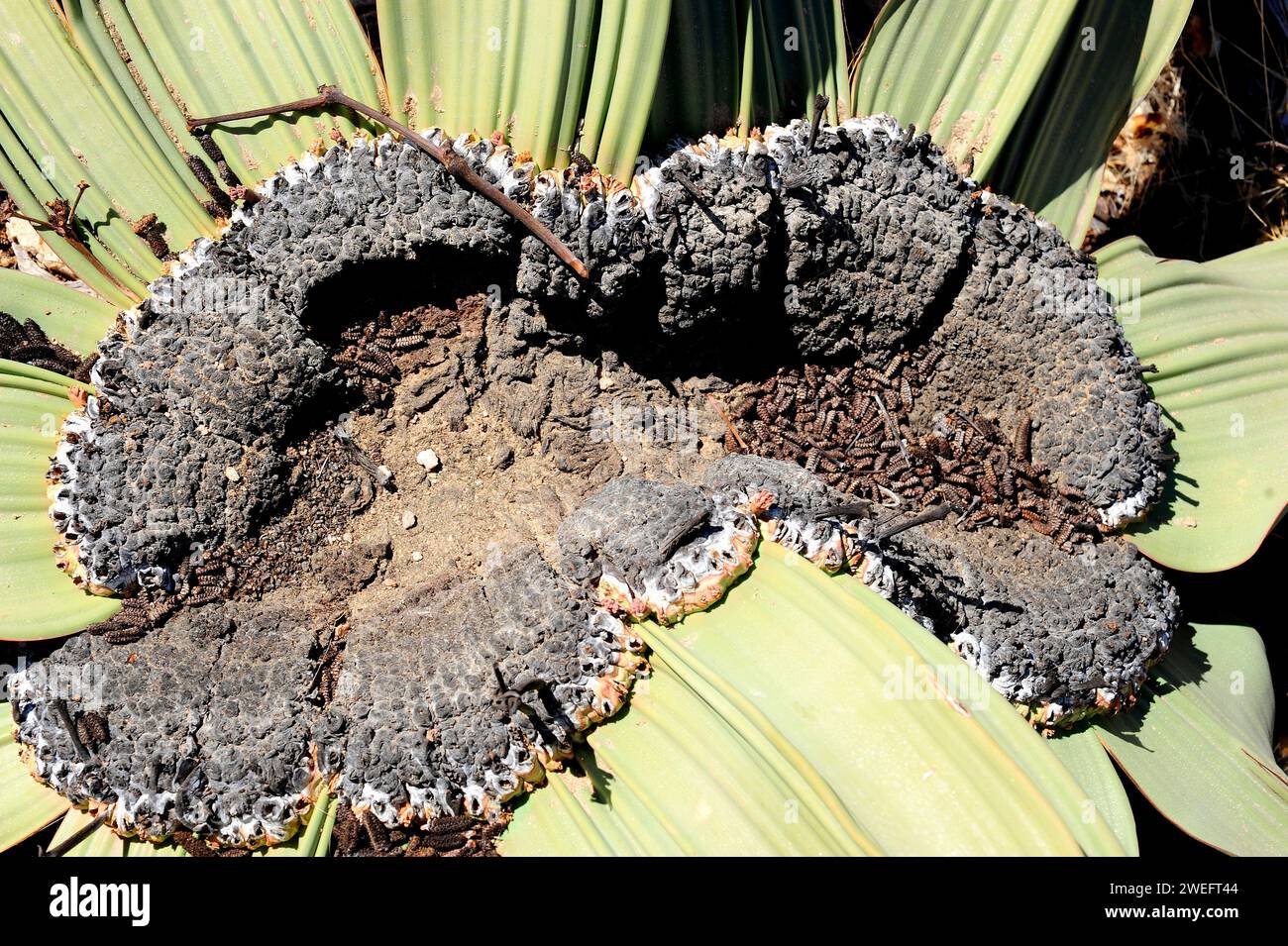 Welwitschia or tree tumbo (Welwitschia mirabilis) is a gimnosperm plant ...
