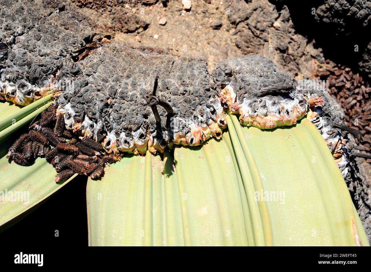 Welwitschia or tree tumbo (Welwitschia mirabilis) is a gimnosperm plant ...