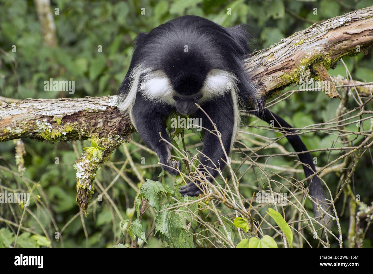 Permits to visit colobus hi-res stock photography and images - Alamy