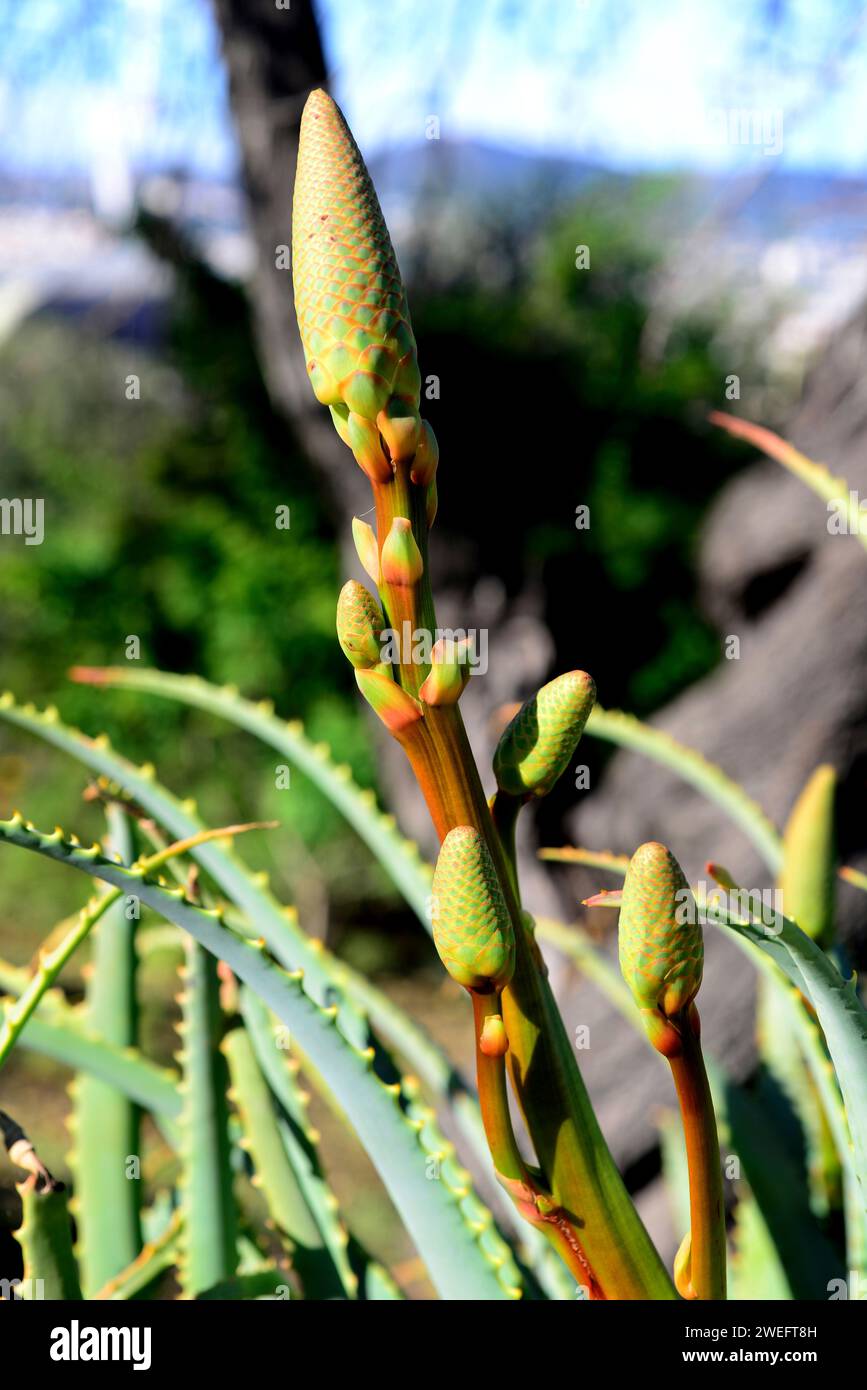 Krantz aloe (Aloe arborescens) is a succulent perennial plant native to ...