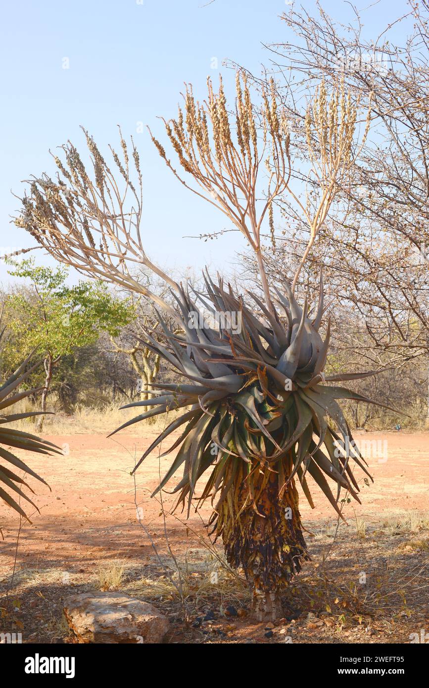 Mopane aloe (Aloe littoralis) is a perennial succulent plant native to ...