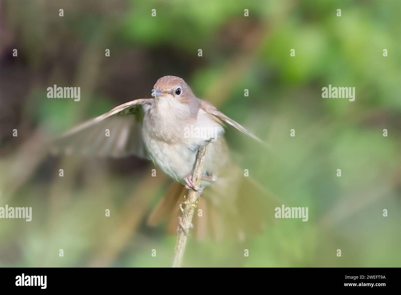 Nightingale perched with wings moving Stock Photo - Alamy