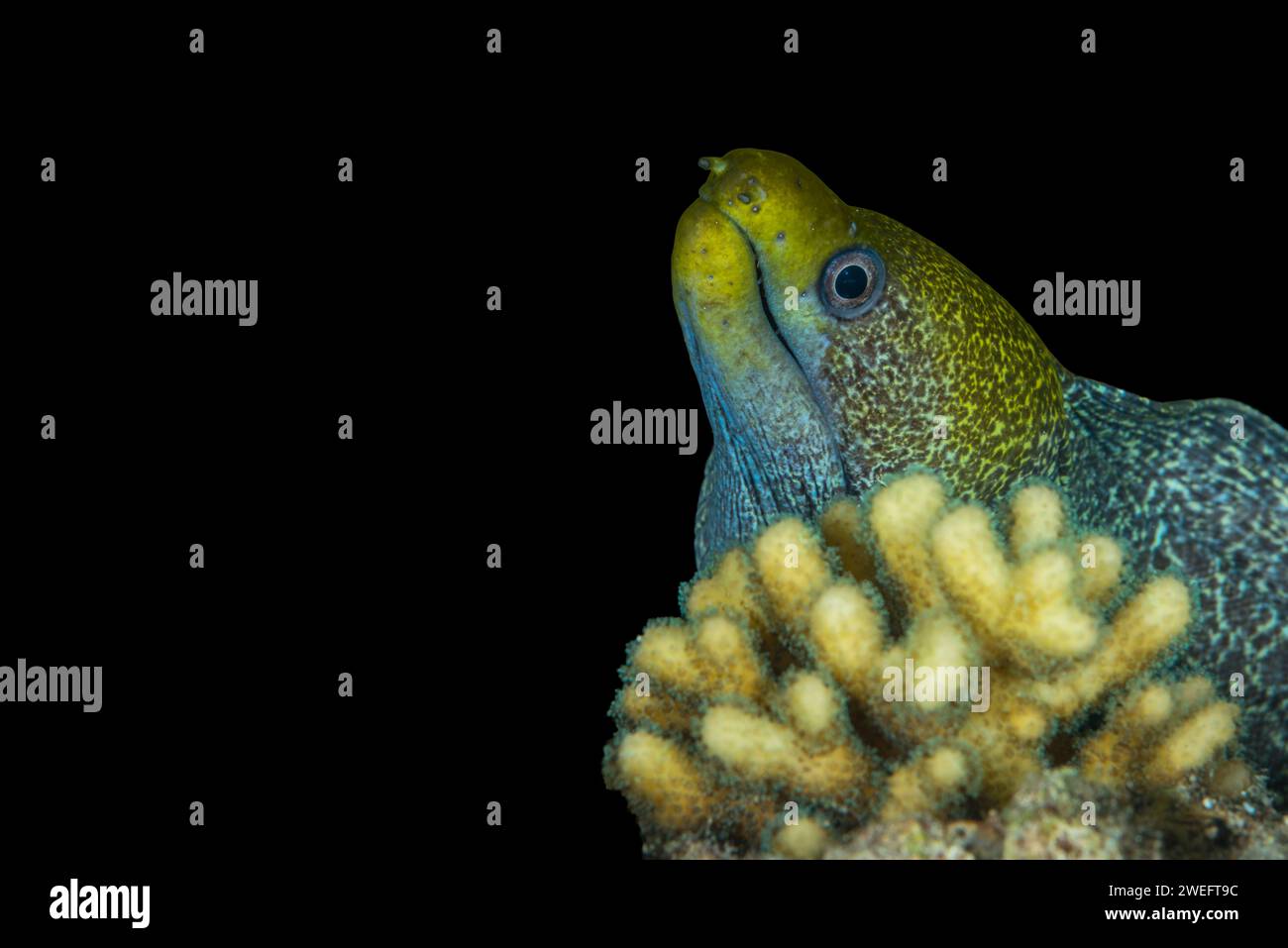 Undulated moray eel in the Red sea - black background Stock Photo - Alamy