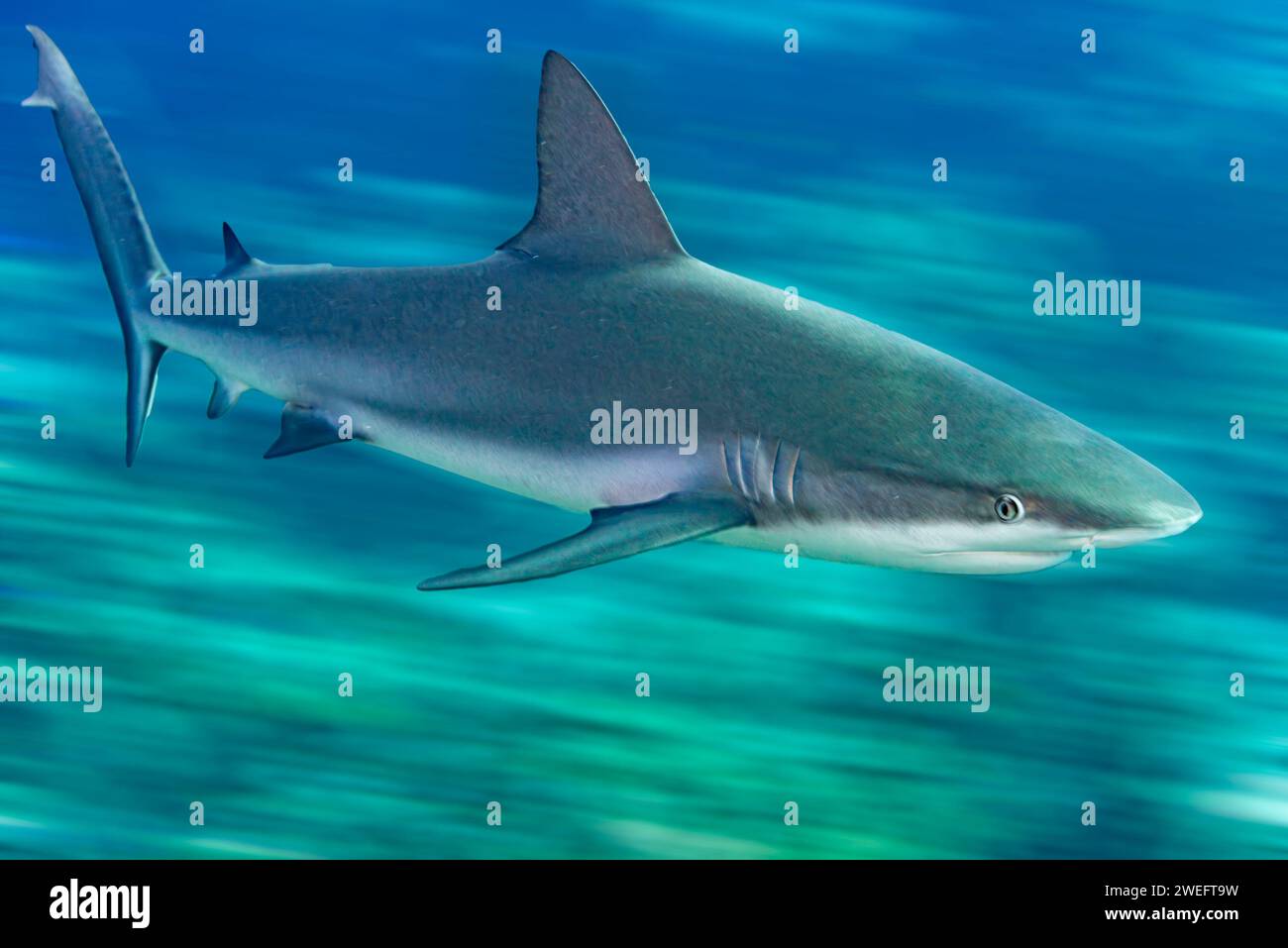 Motion blur effect fast paced hi-res stock photography and images - Alamy