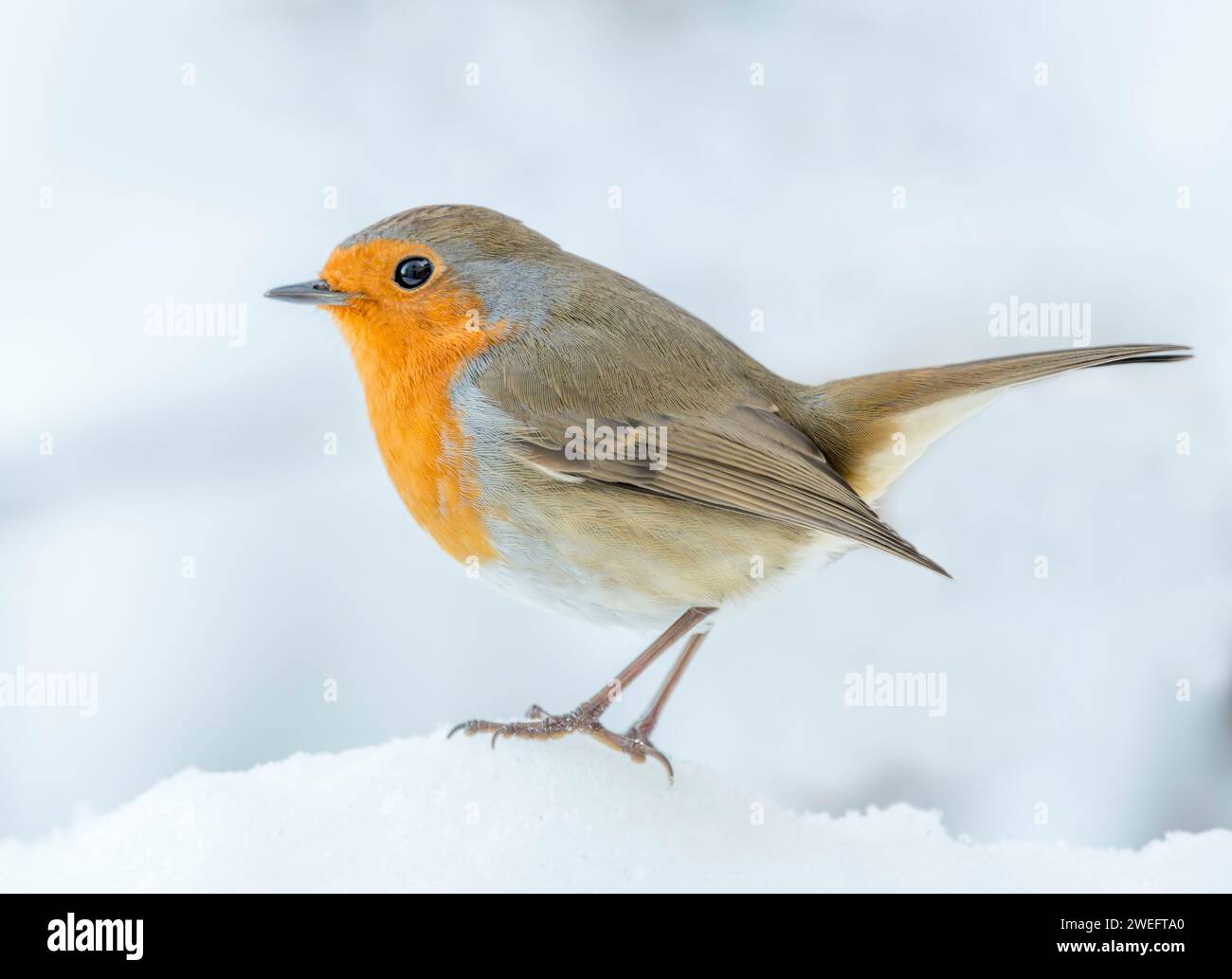 Robin perched on snow. Side profile Stock Photo - Alamy