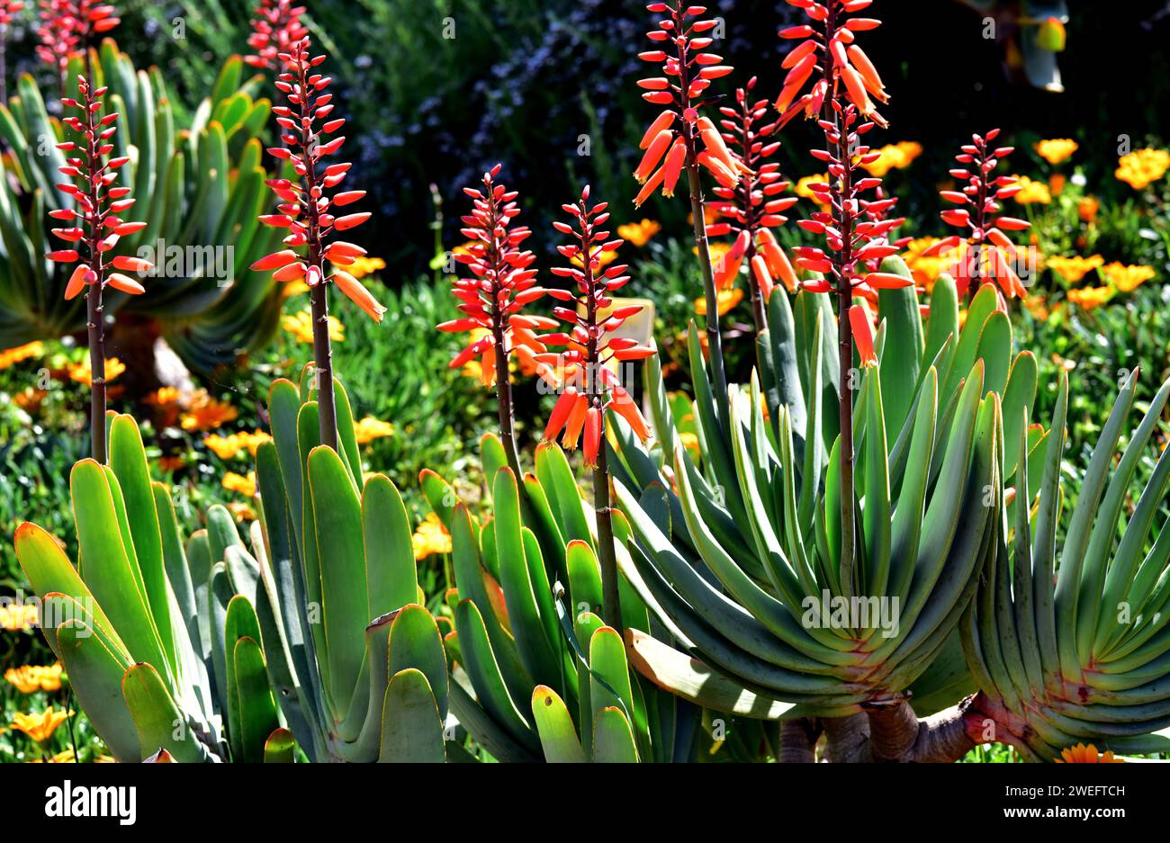 Fan-aloe (Aloe plicatilis or Kumara plicatilis) is a perennial ...