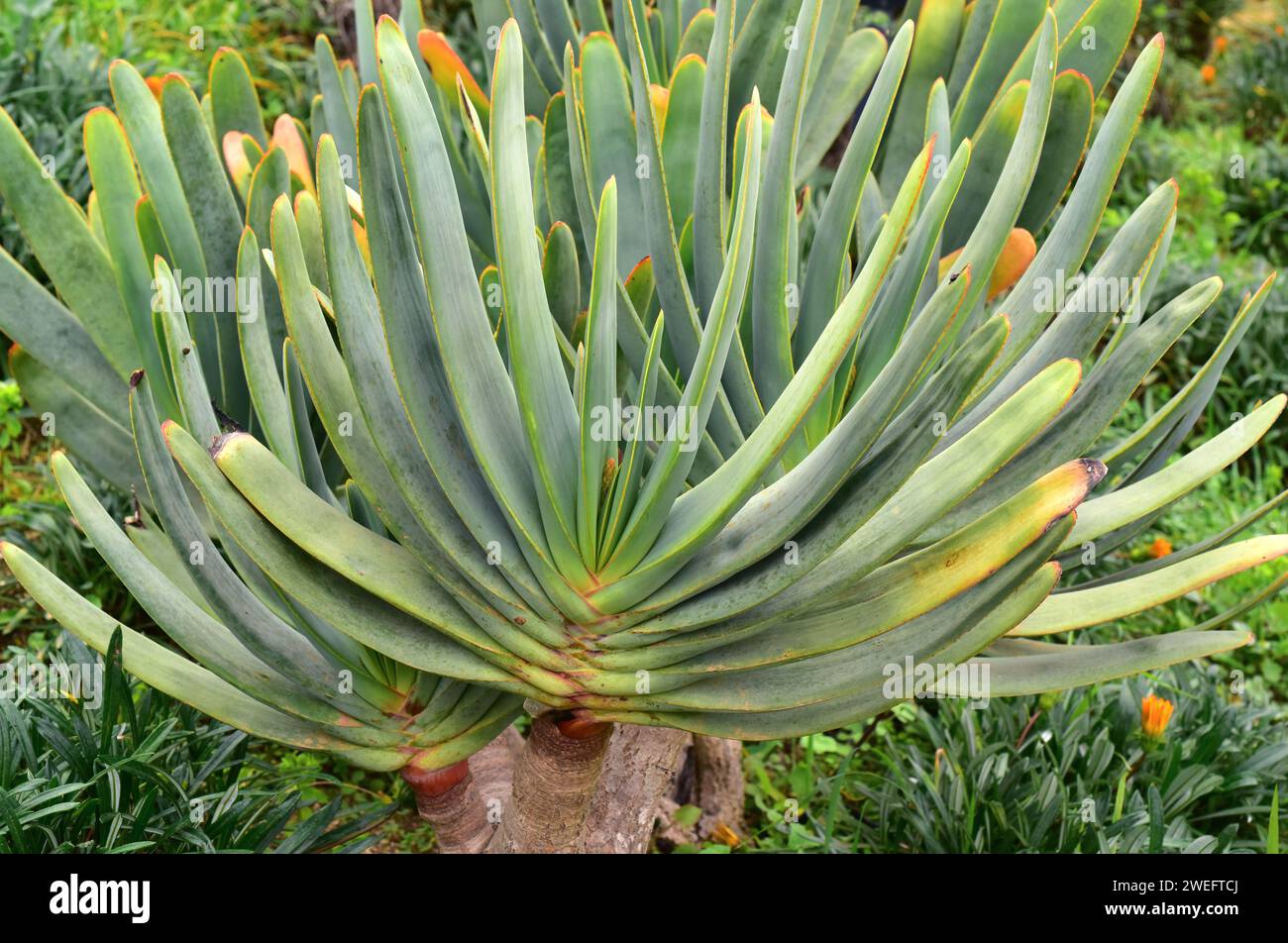 Fan-aloe (Aloe plicatilis or Kumara plicatilis) is a perennial ...