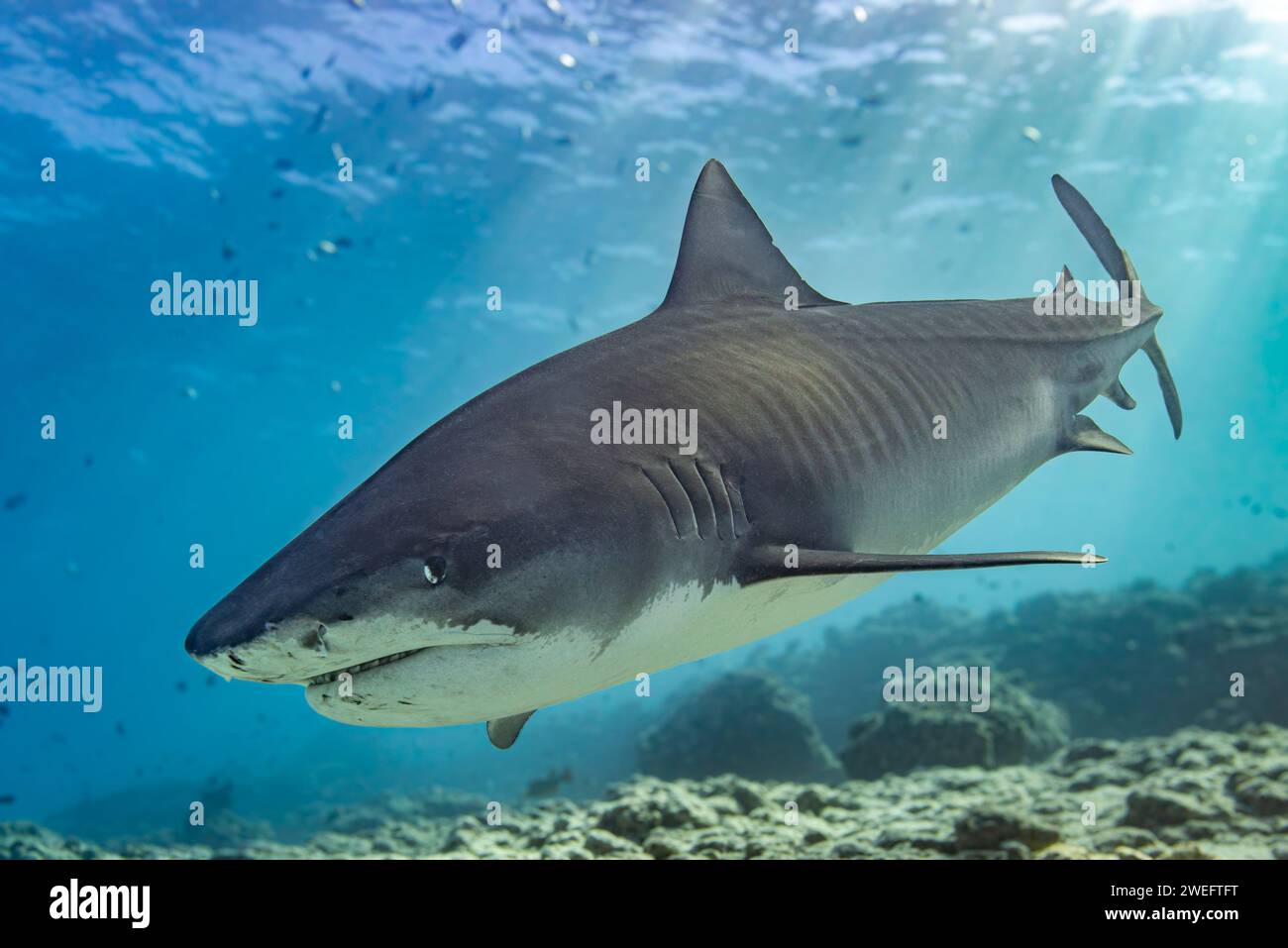 Tiger shark side towards camera Stock Photo - Alamy