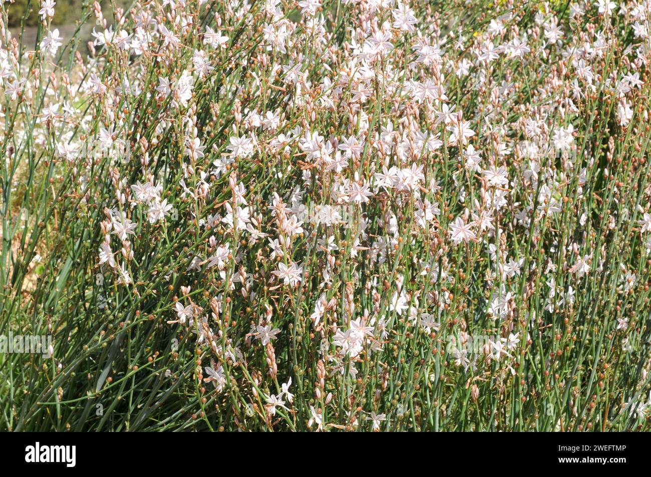 Onion-leaved asphodel (Asphodelus fistulosus) is an annual herb native ...