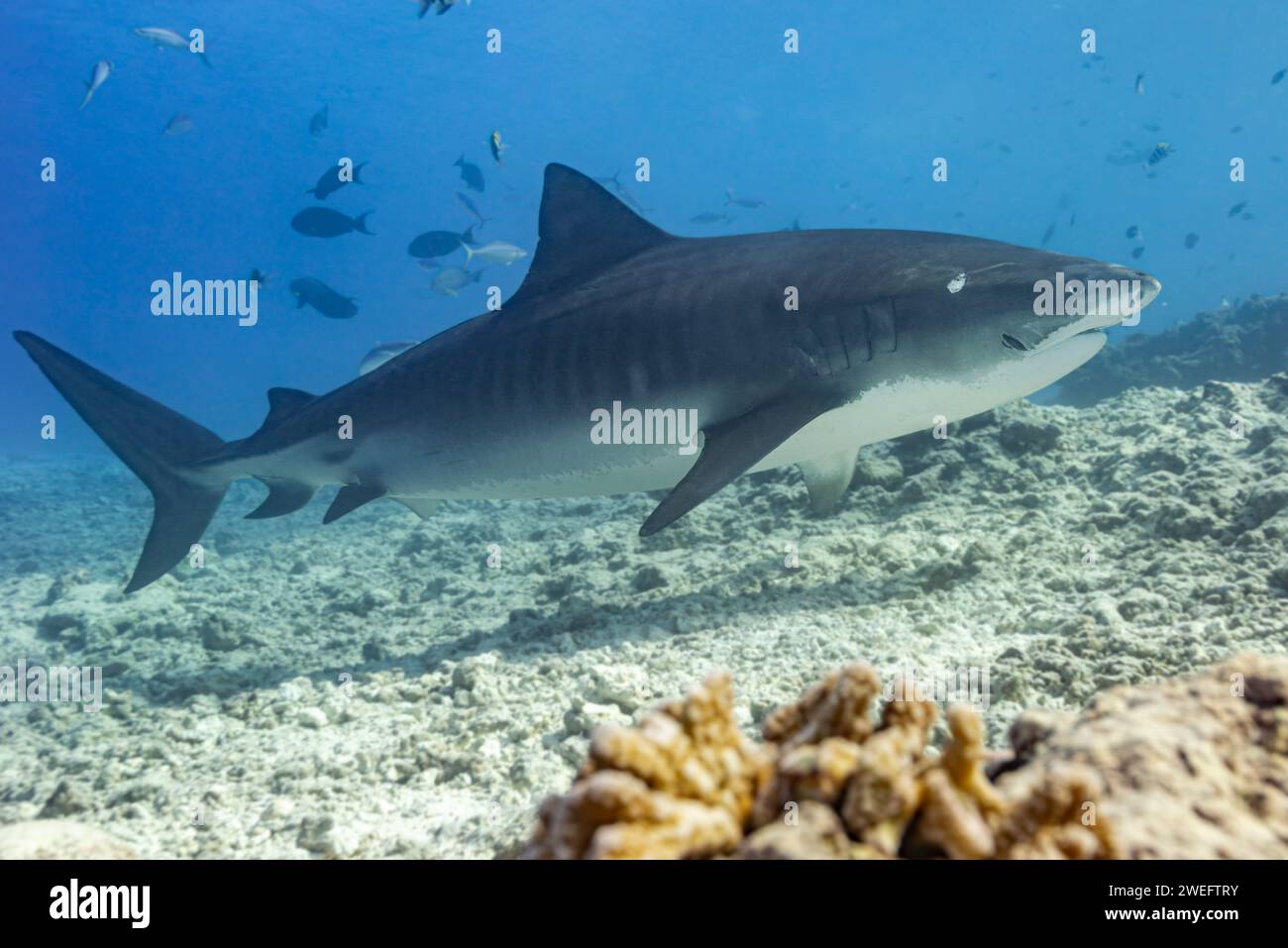 Tiger shark side profile coral foreground Stock Photo - Alamy