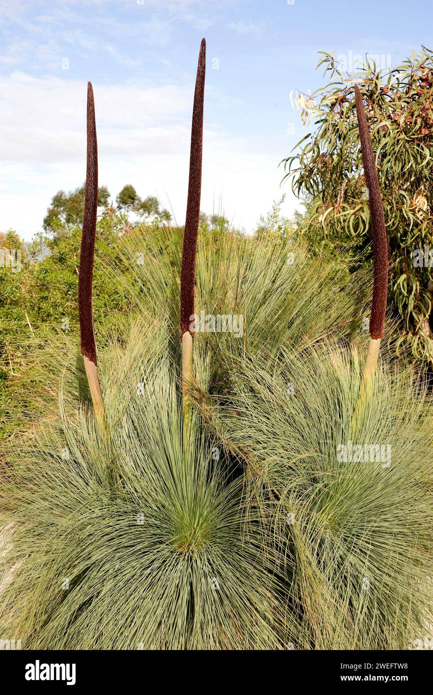Grass tree (Xanthorrhoea glauca) is an arborescent plant native to ...
