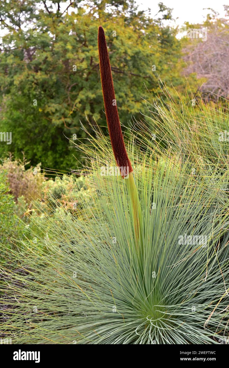 Grass tree (Xanthorrhoea glauca) is an arborescent plant native to ...