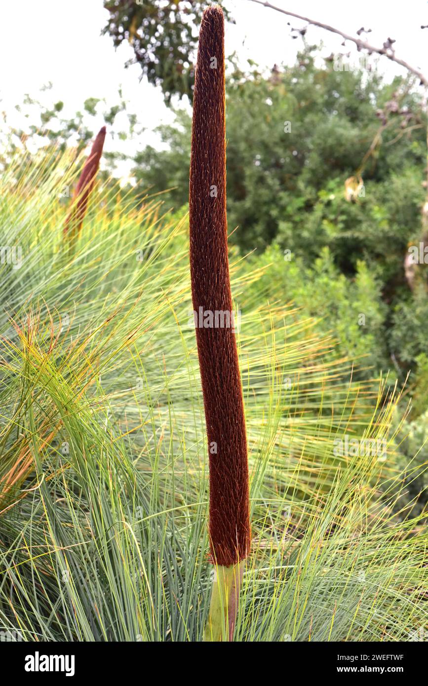 Grass tree (Xanthorrhoea glauca) is an arborescent plant native to ...
