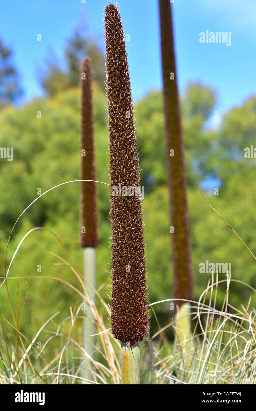 Grass tree (Xanthorrhoea glauca) is an arborescent plant native to ...