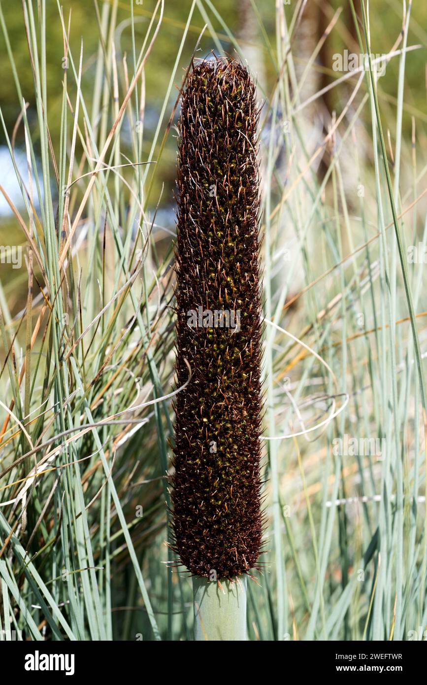 Grass tree (Xanthorrhoea glauca) is an arborescent plant native to ...